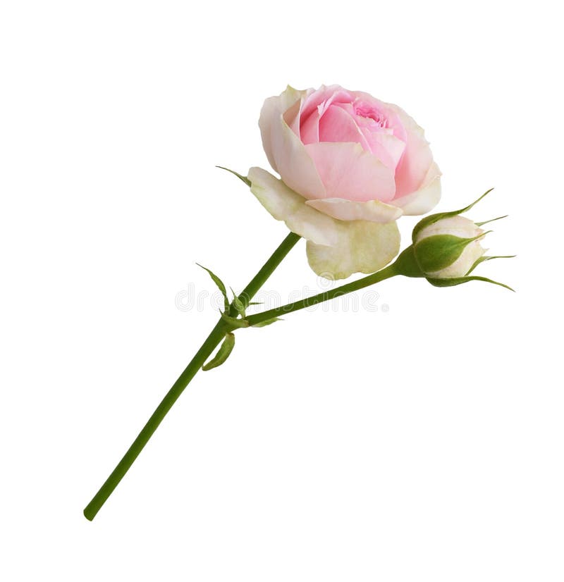 Small Pink Rose Flower and Bud Isolated Stock Image - Image of blossom ...