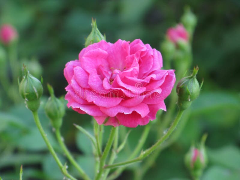 Small Pink Rose in the Garden Stock Image - Image of small, bush: 239221321