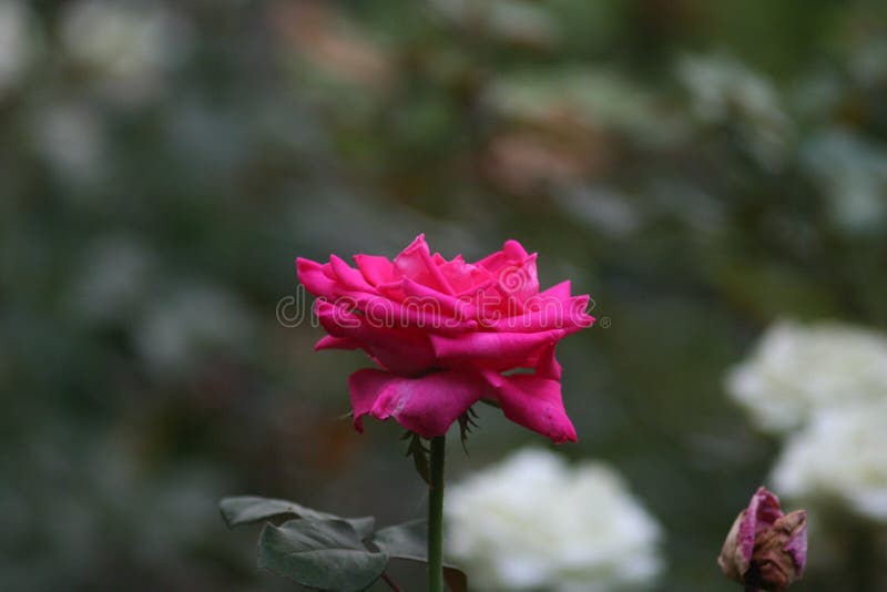 A small pink rose stock image. Image of garden, beautiful - 126641659