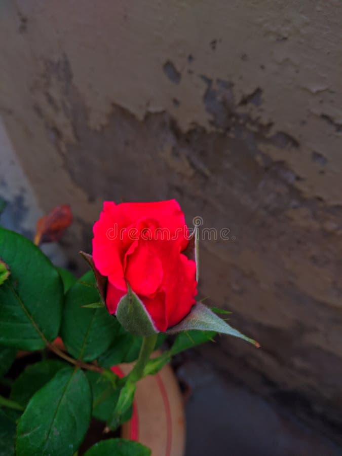 A Small Pink Rose with Green Leaves in the Background Stock Image ...