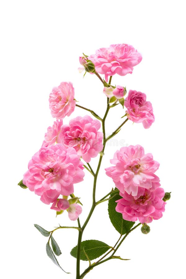 Small pink rose isolated stock photo. Image of closeup - 223962478