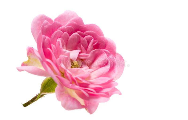 Small pink rose isolated stock image. Image of blossom - 223962489