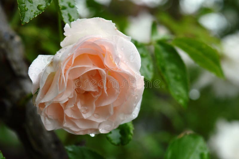 Small Pink Rose in the Spring Stock Image - Image of nature, pink ...