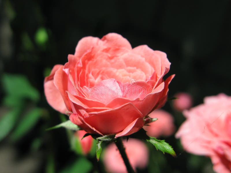 A small pink roses stock photo. Image of small, pink - 126568454