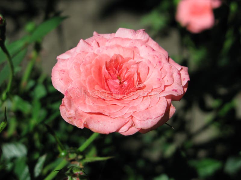 A small pink roses stock photo. Image of small, pink - 126568454