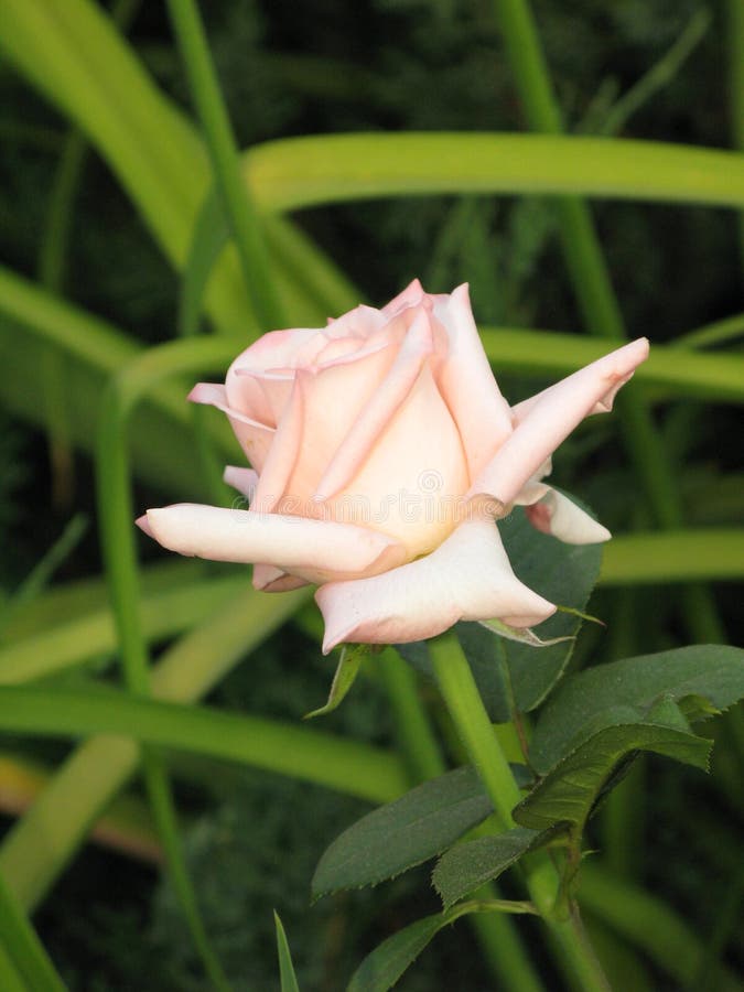 A small pink roses stock photo. Image of small, pink - 126568454