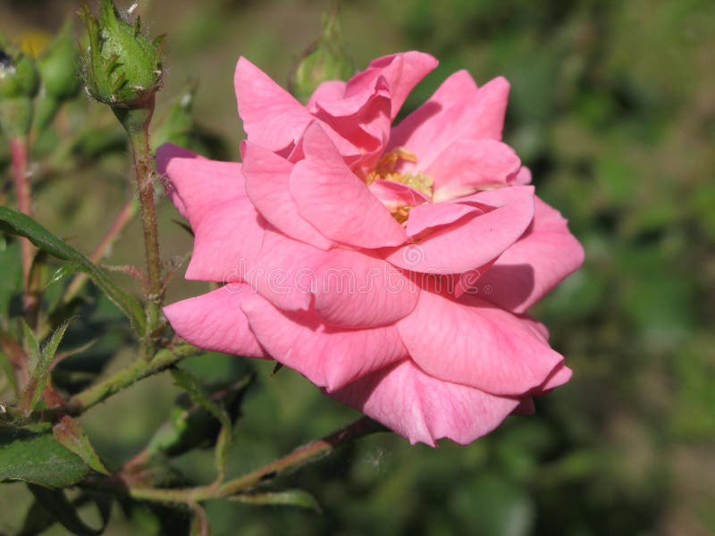 A small pink rose stock image. Image of bouquet, flowering - 94647079