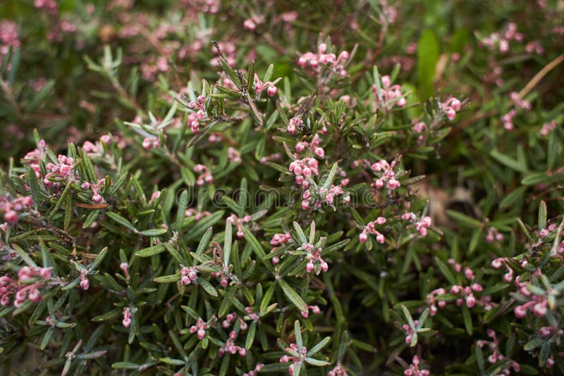 Pink Rosemary Flowers in Soft Colors Stock Photo - Image of healthy ...