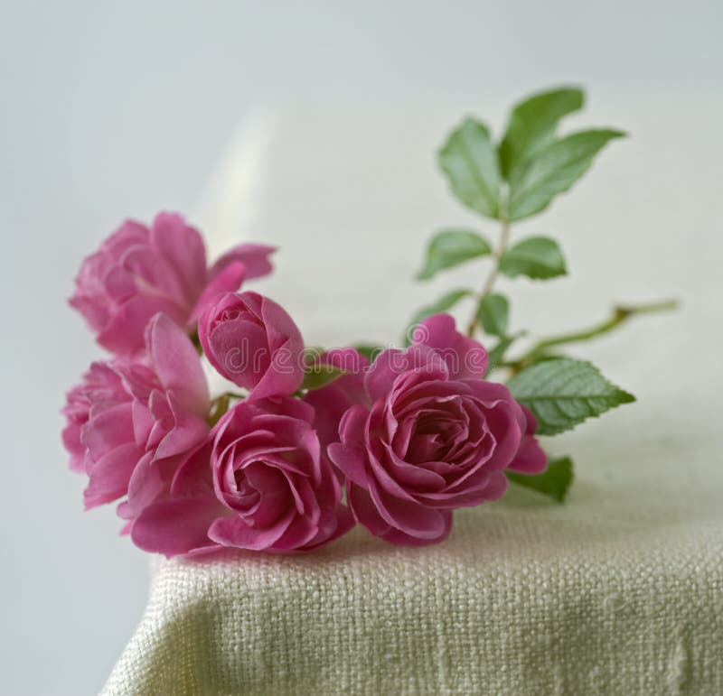 Small pink roses stock image. Image of fabric, cloth, linen - 7611673
