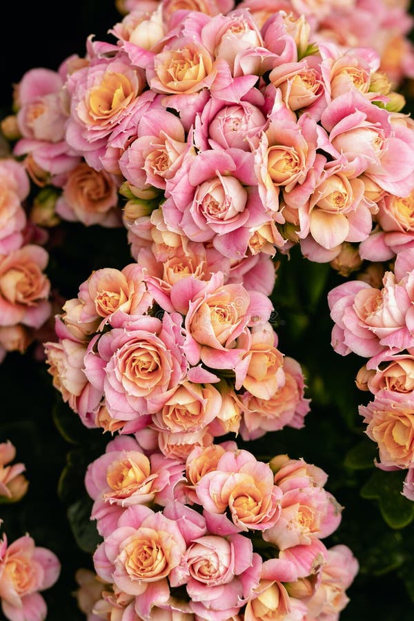Small Pink Roses in Bloom Close Up Caption Stock Image - Image of roses ...