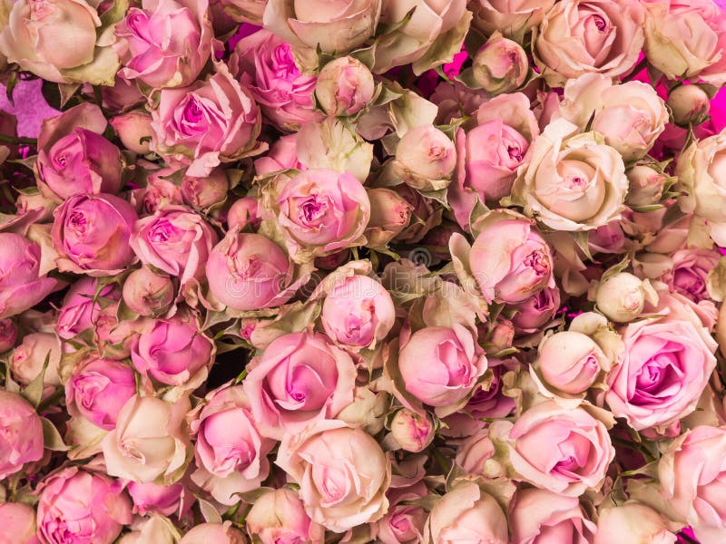 Small Pink Roses Bouquet Close Up Stock Photo - Image of closeup ...