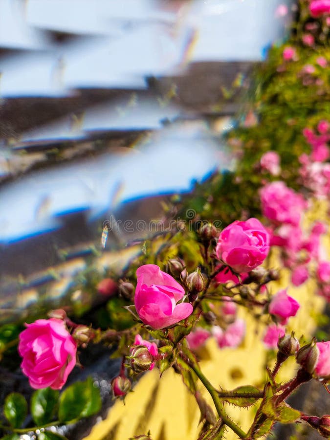 Small Pink Roses with Buds in the Garden with a Highlight Stock Image ...