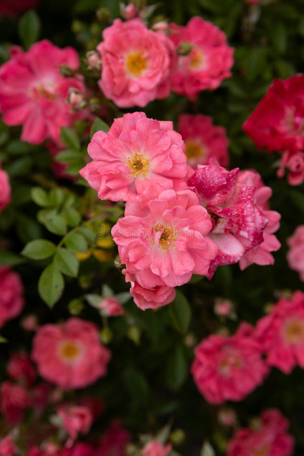 Small Pink Roses Close Up Flowers from Above Stock Image - Image of ...