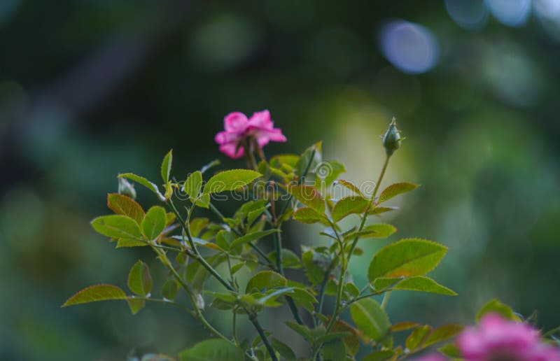 A small pink rose stock photo. Image of floral, bouquet - 230718826