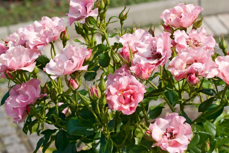 Small Pink Roses among Foliage Stock Photo - Image of bloom, close ...