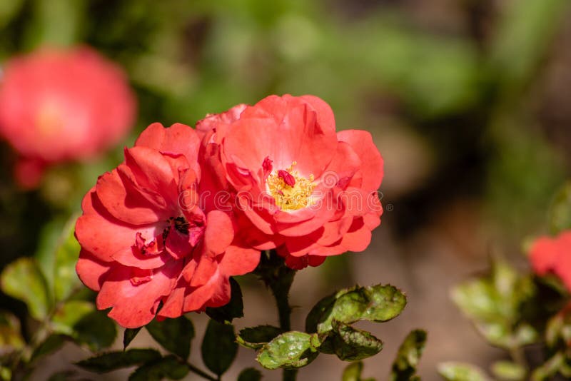 Small pink roses stock photo. Image of flower, nature - 128026166