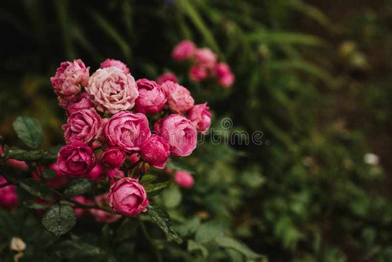 Small Pink Roses in Raindrops on a Green Natural Background Stock Photo ...