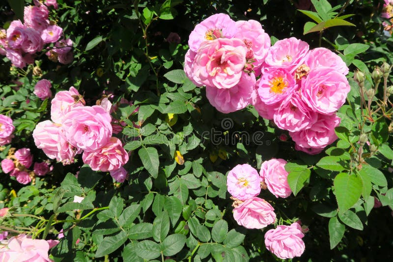 Small pink roses on a tree stock image. Image of event - 90394517