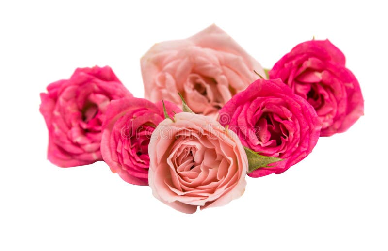 Small pink roses stock photo. Image of single, rose, isolated - 63763884