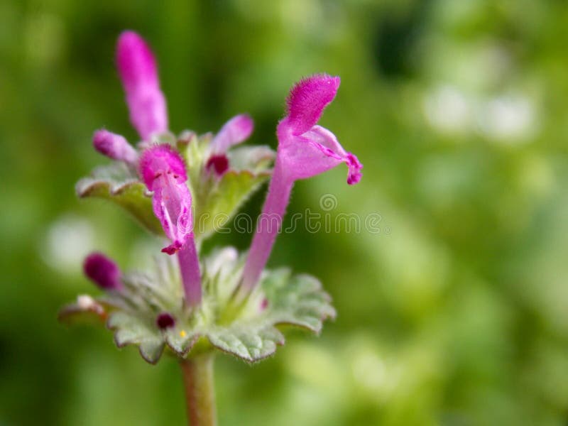 Small pink spring flower stock image. Image of plant - 115166001