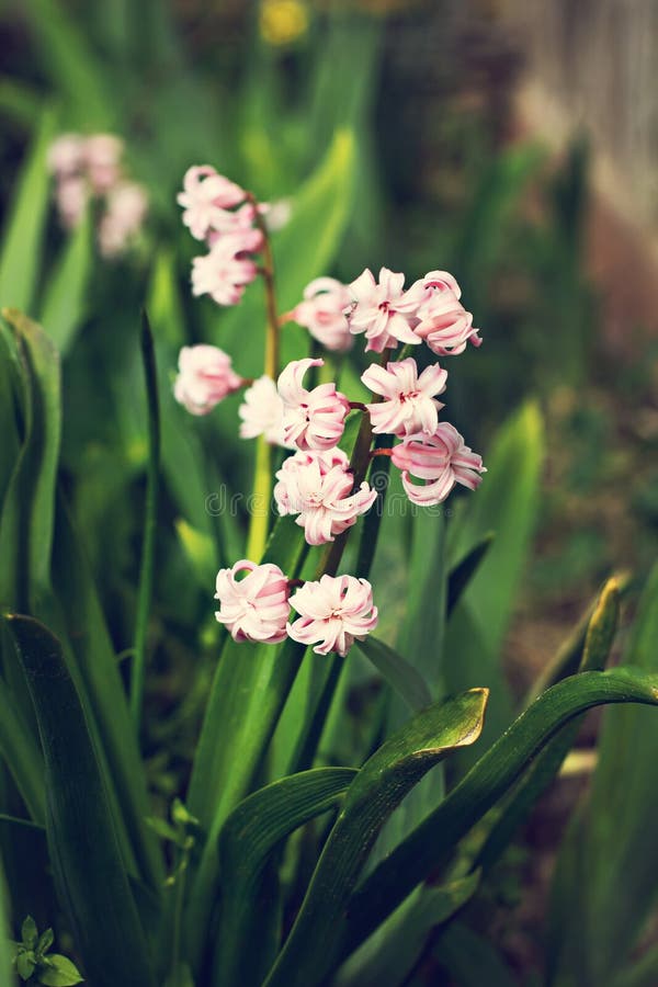 Small Pink Spring Flowers. Spring Background Stock Image - Image of ...