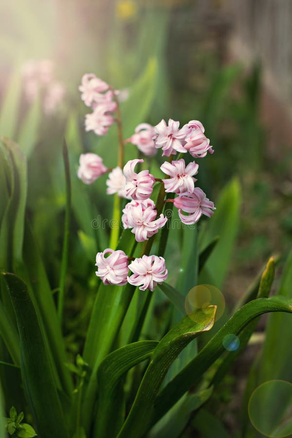 Small Pink Spring Flowers. Spring Background Stock Image - Image of ...