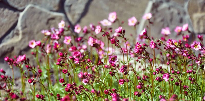 Small Pink Spring Flowers on Green Grass Stock Image - Image of ...