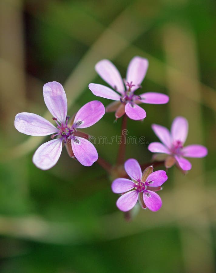 Small pink spring flowers stock image. Image of green - 89534231