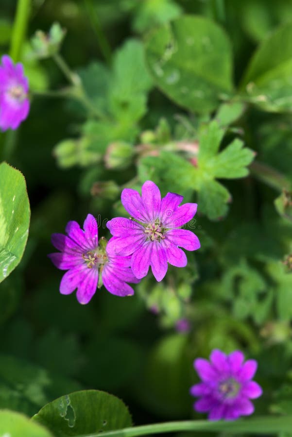 Small Pink Wild Geranium Flowers, Close Up, Cranesbill Stock Photo ...