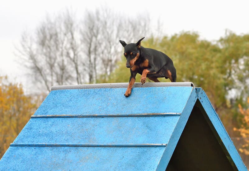 Miniature Pinscher on Agility Training Stock Image - Image of flying ...