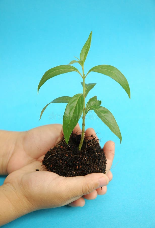 Small plant stock photo. Image of conservation, growth - 11900200