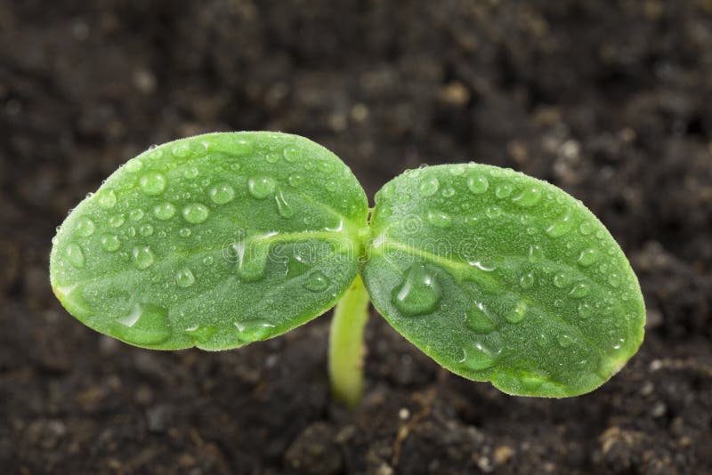 Small plant in a nutshell stock image. Image of background - 14631133