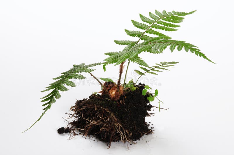 Small plant. stock image. Image of development, botany - 13733197