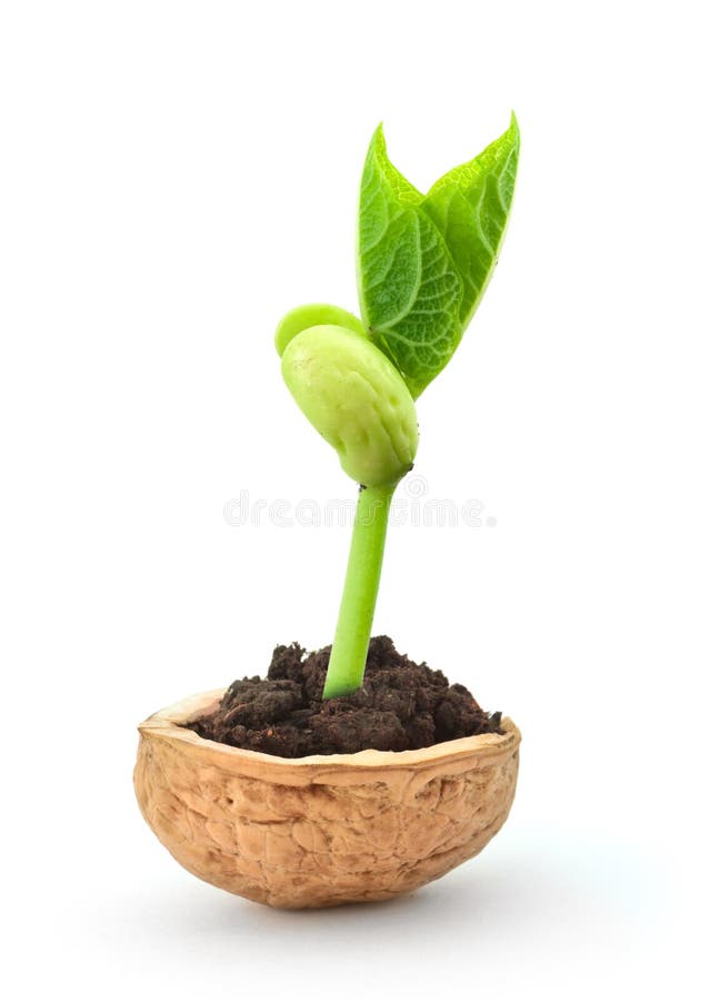 Small plant in a nutshell stock image. Image of background - 14631133