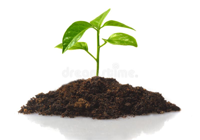 Small plant stock photo. Image of plant, ideas, leaf - 19474394