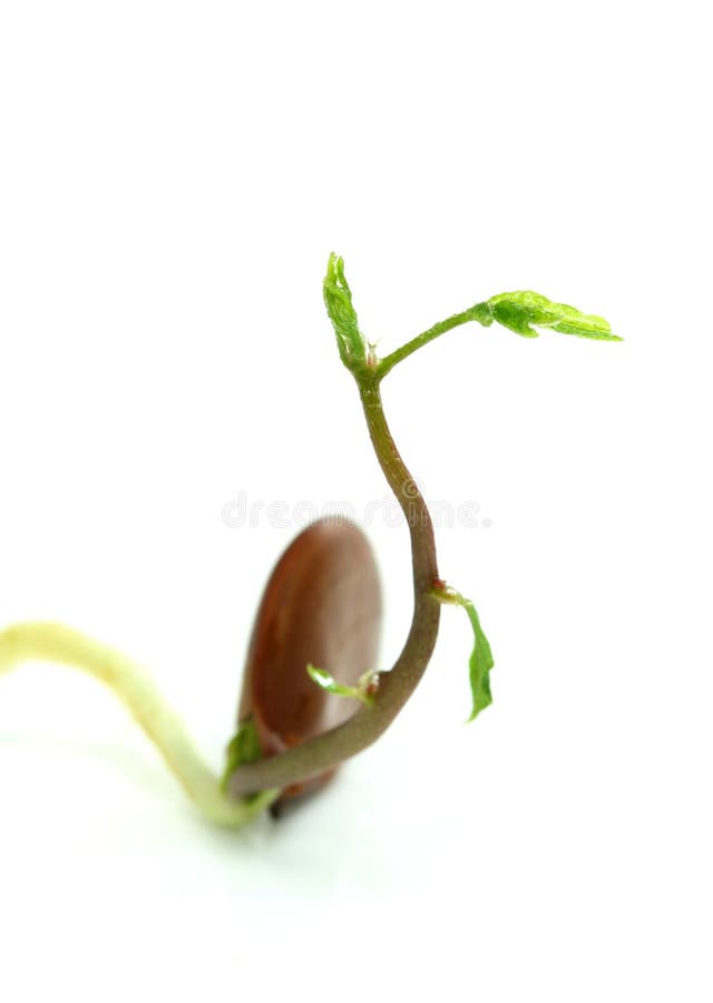 Sprout stock photo. Image of opening, seed, life, grow - 20085554