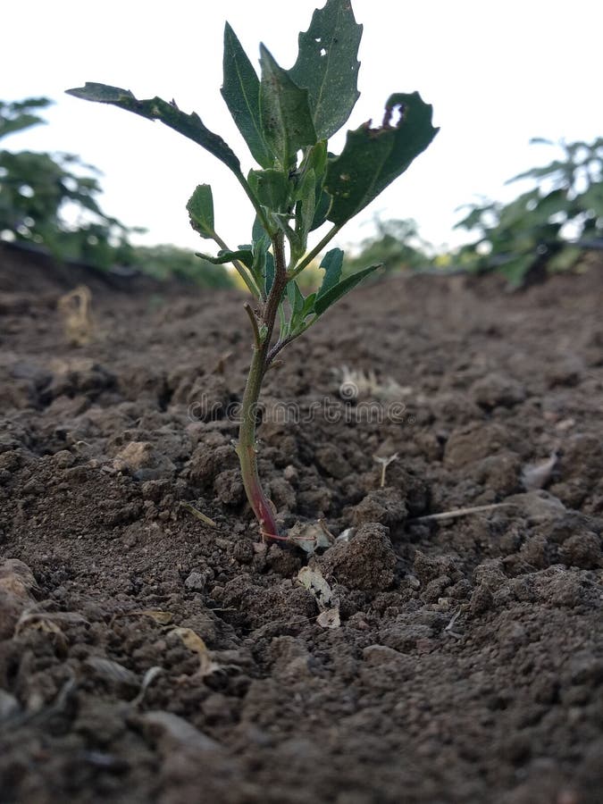 A small plant stock photo. Image of plant, eggplant - 206037290