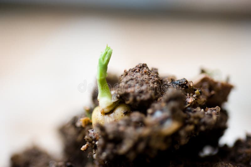 Small plant stock image. Image of creative, bean, beginning - 25072459