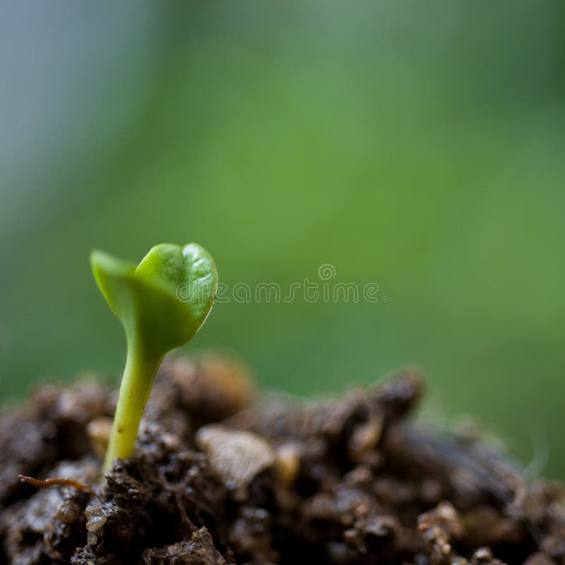 Small plant in a nutshell stock image. Image of background - 14631133