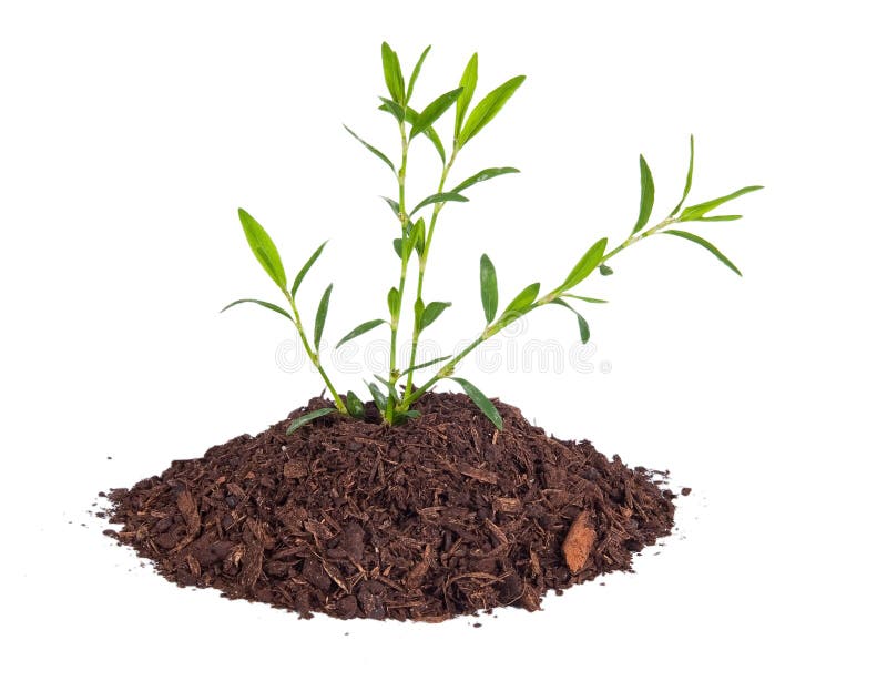 Small plant stock photo. Image of ecology, growing, dirt - 29683484