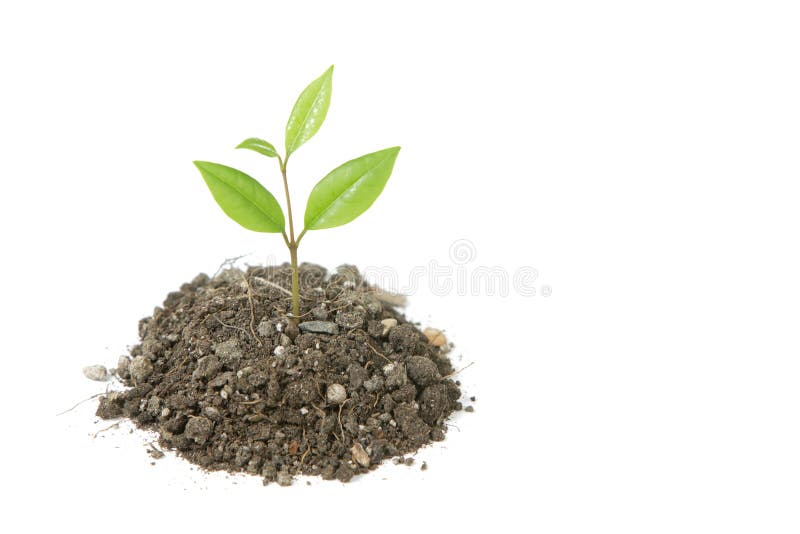 Small Plant Picture. Image: 4643097