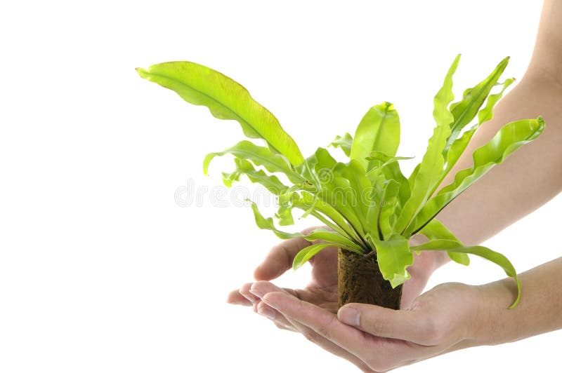 Small Plant Picture. Image: 5056413