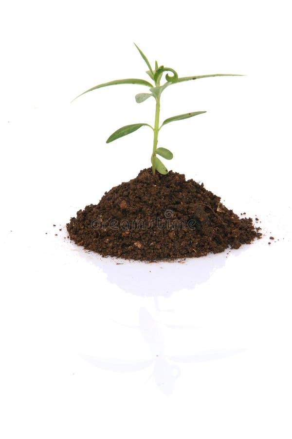 Small plant stock image. Image of flavor, focus, herbs - 5572405