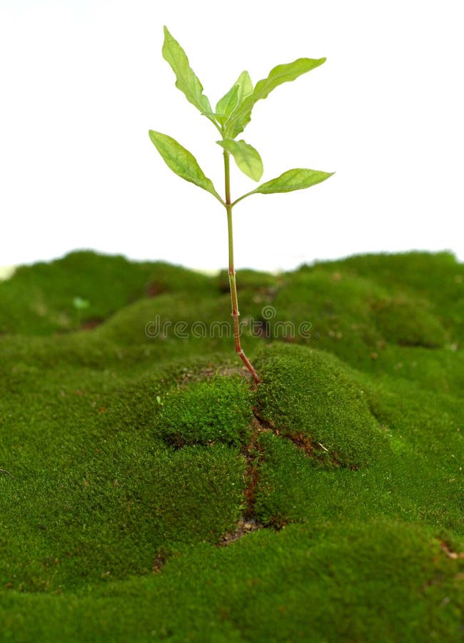 Small Plant stock photo. Image of earth, botanical, cultivate - 5679358