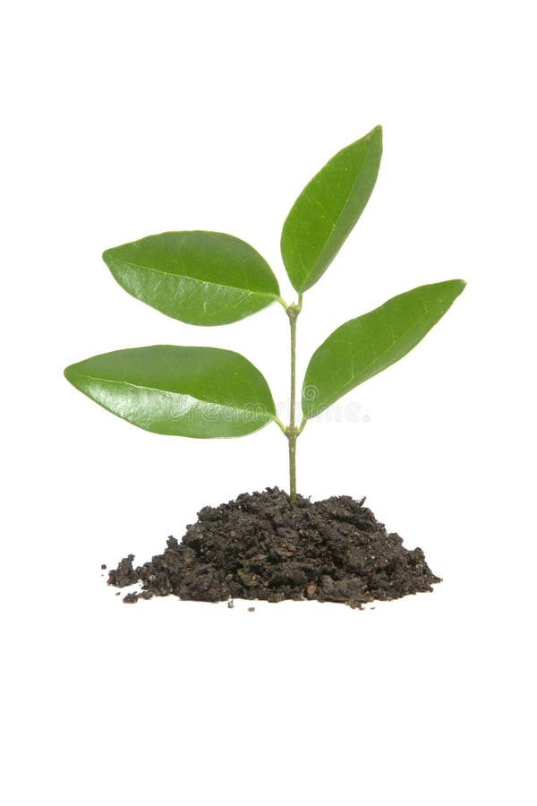 Bunch dirty earthy peat stock photo. Image of botany - 53009262