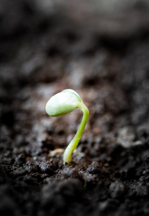 Plant of Bean Grow from Soil Stock Image - Image of green, fertile ...