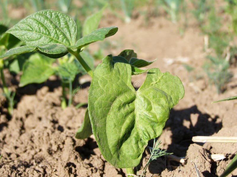 Small Plant of Beans in the Garden Stock Image - Image of plant, beans ...