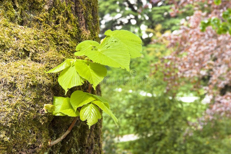 Small Plant Born from a Tree Trunk - New Life Concept Image Stock Image ...