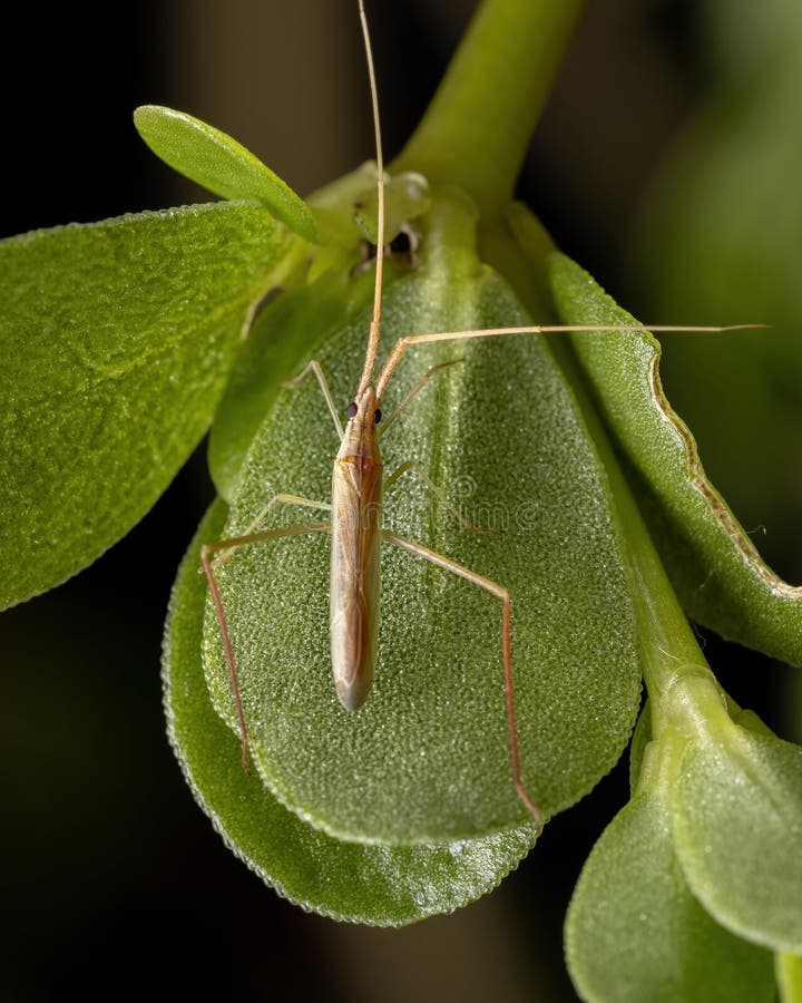 Small Plant Bug on a Purslane Leaf Stock Photo - Image of insecta ...