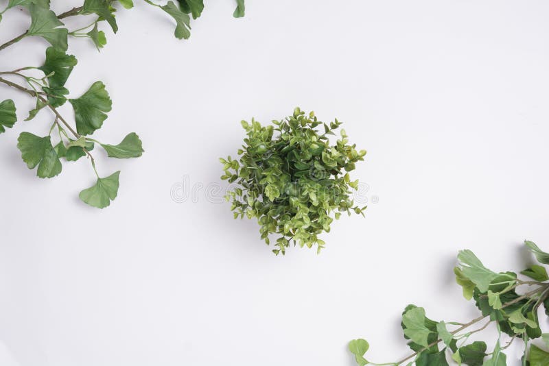 Small Plant Centered Tree Branches Flat Lay Top View Stock Photo ...
